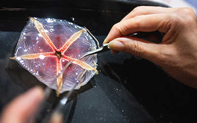 Benthic Sleds and Bottom Trawls • Sleds and Bottom Trawls Field Manual